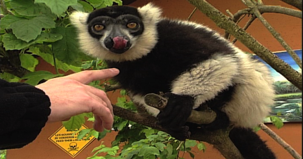 Les 10 ans du Parc paradisio | Tele MB