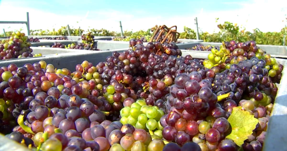 Havay - Vendanges fructueuses au Mont des Anges ! | Tele MB